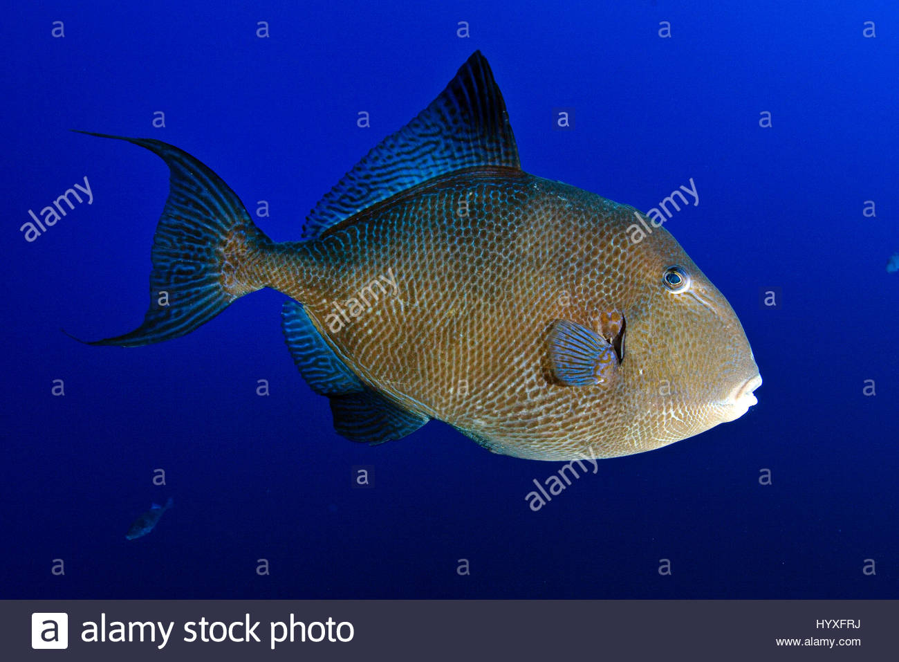Grey Triggerfish Stock Photos & Grey Triggerfish Stock Images - Alamy