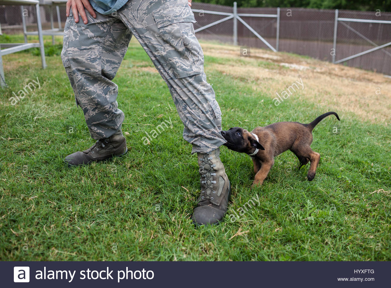 Belgian Malinois Puppy Stock Photos & Belgian Malinois Puppy Stock ...
