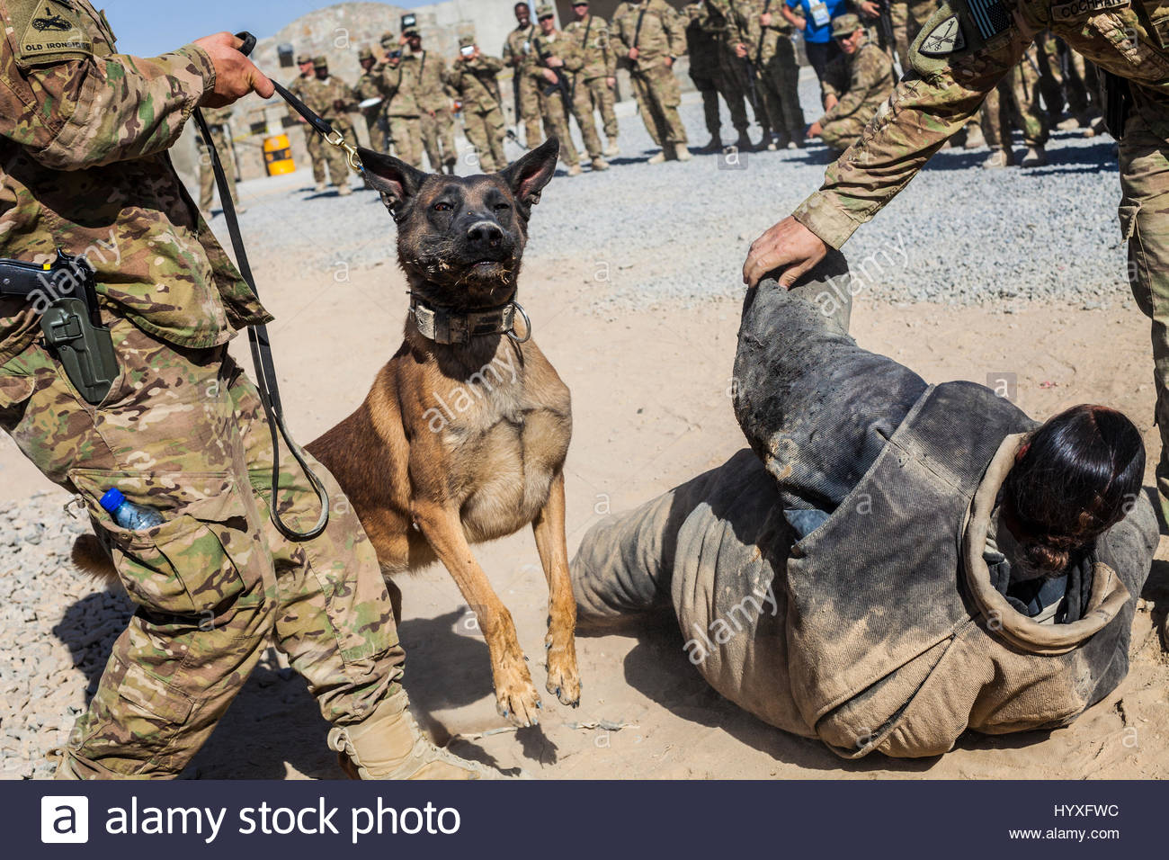 Military Working Dog Handlers Stock Photos & Military Working Dog ...