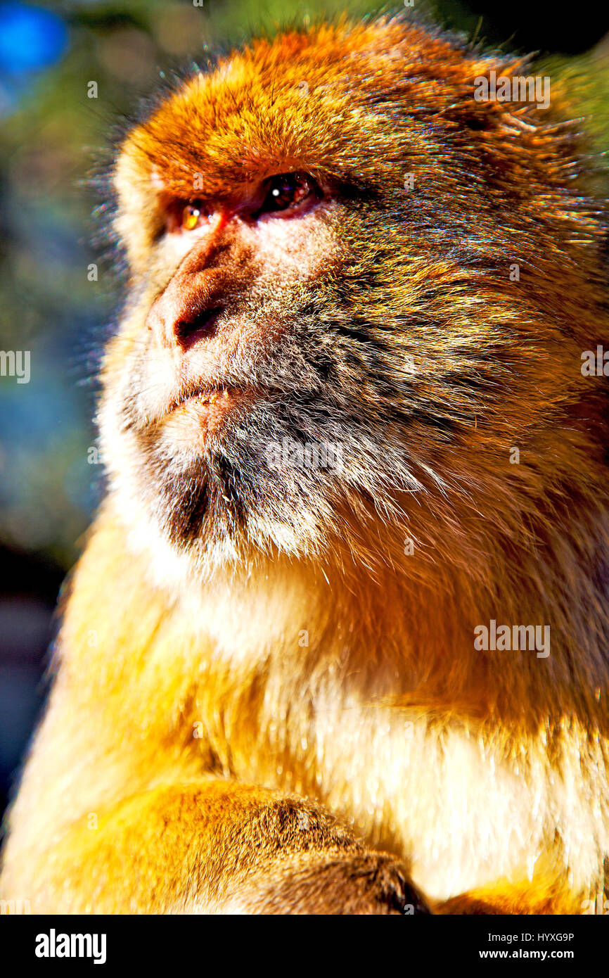 africa in morocco cedar forest the primitive monkey animal wildlife ...