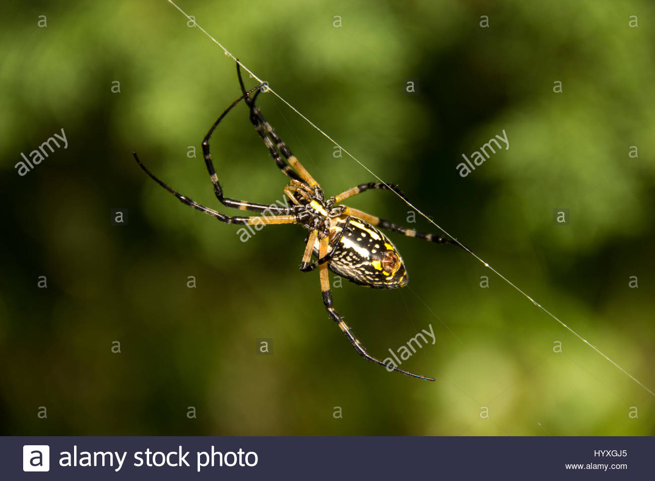 Spider Spinnerets Stock Photos & Spider Spinnerets Stock Images - Alamy