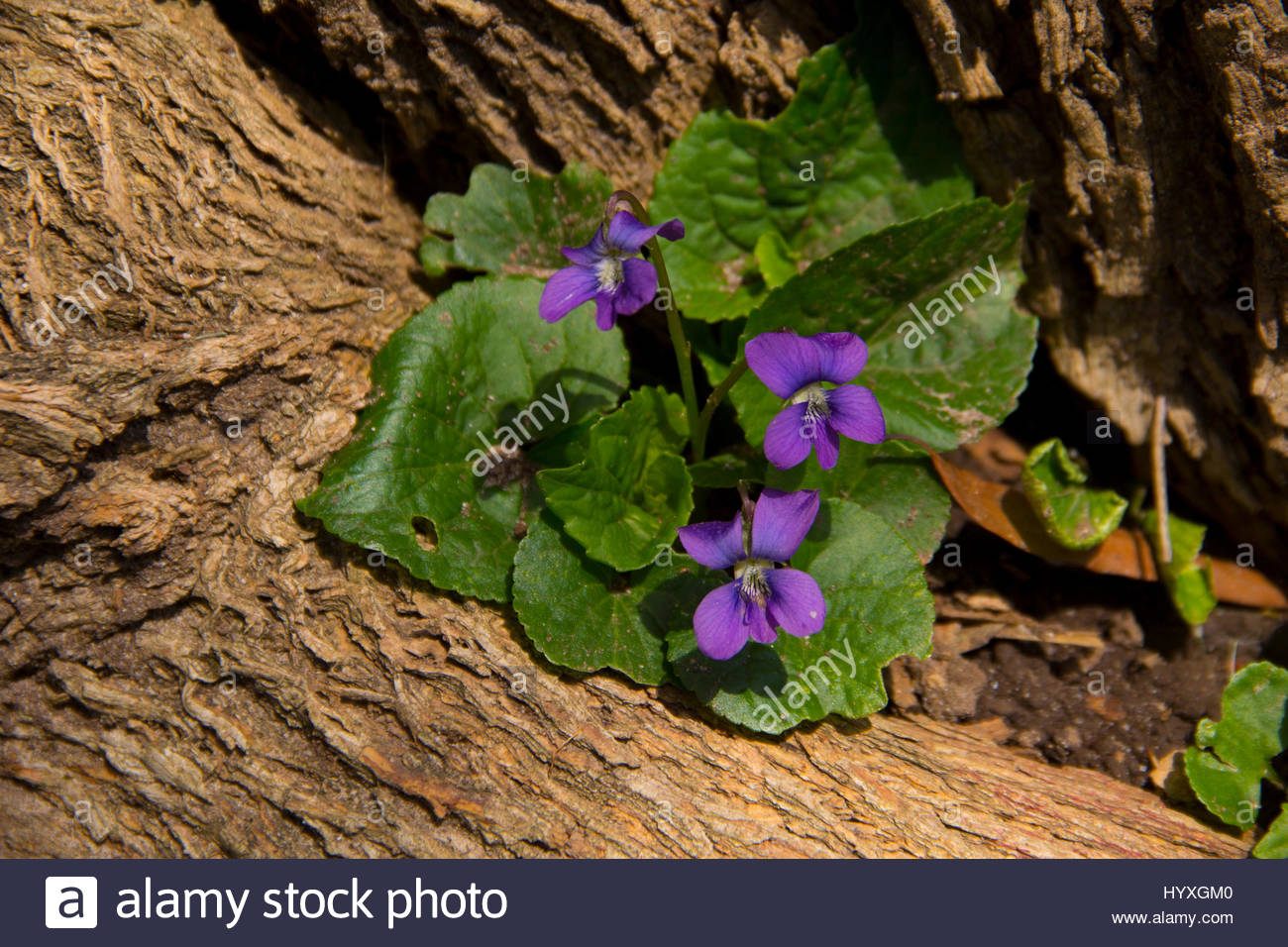 Tree Roots Sprouting High Resolution Stock Photography and Images - Alamy