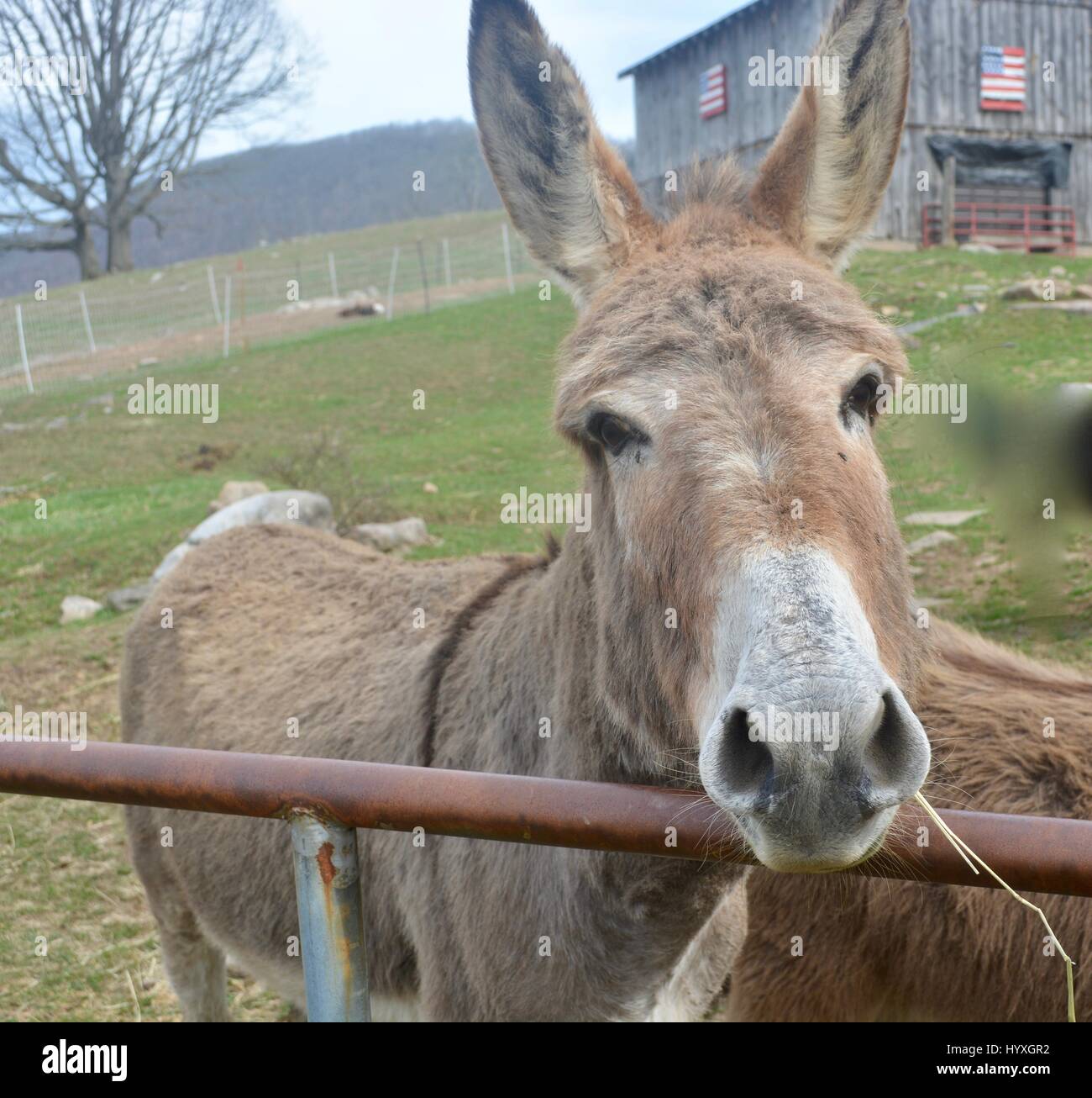 donkey, donkeys on a farm Stock Photo - Alamy