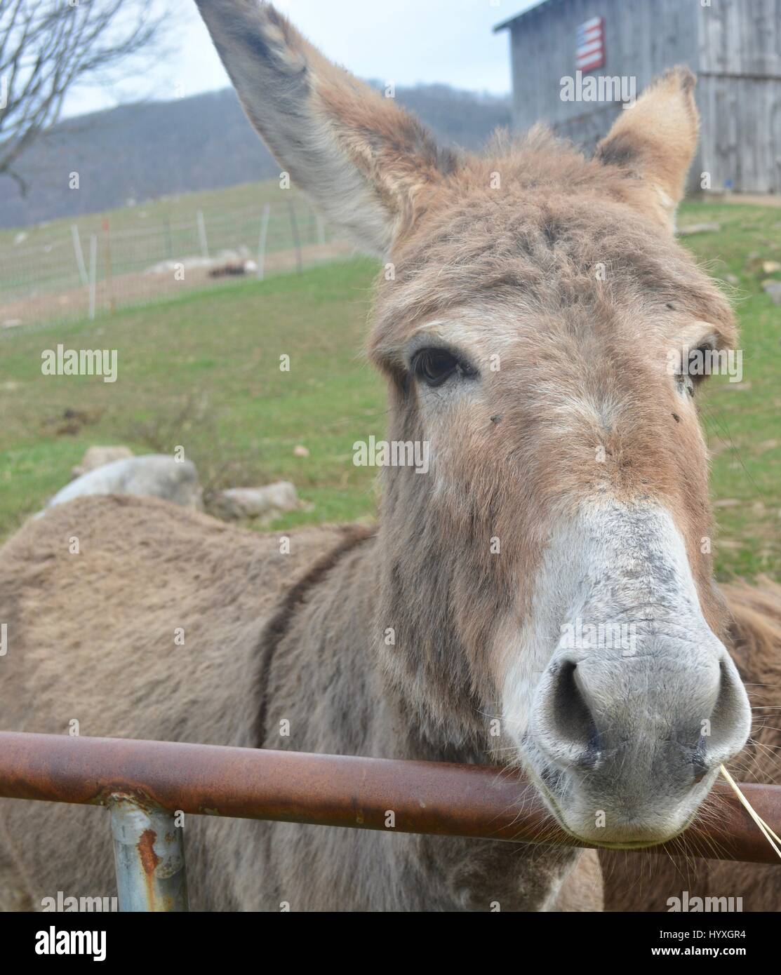 donkey, donkeys on a farm Stock Photo - Alamy