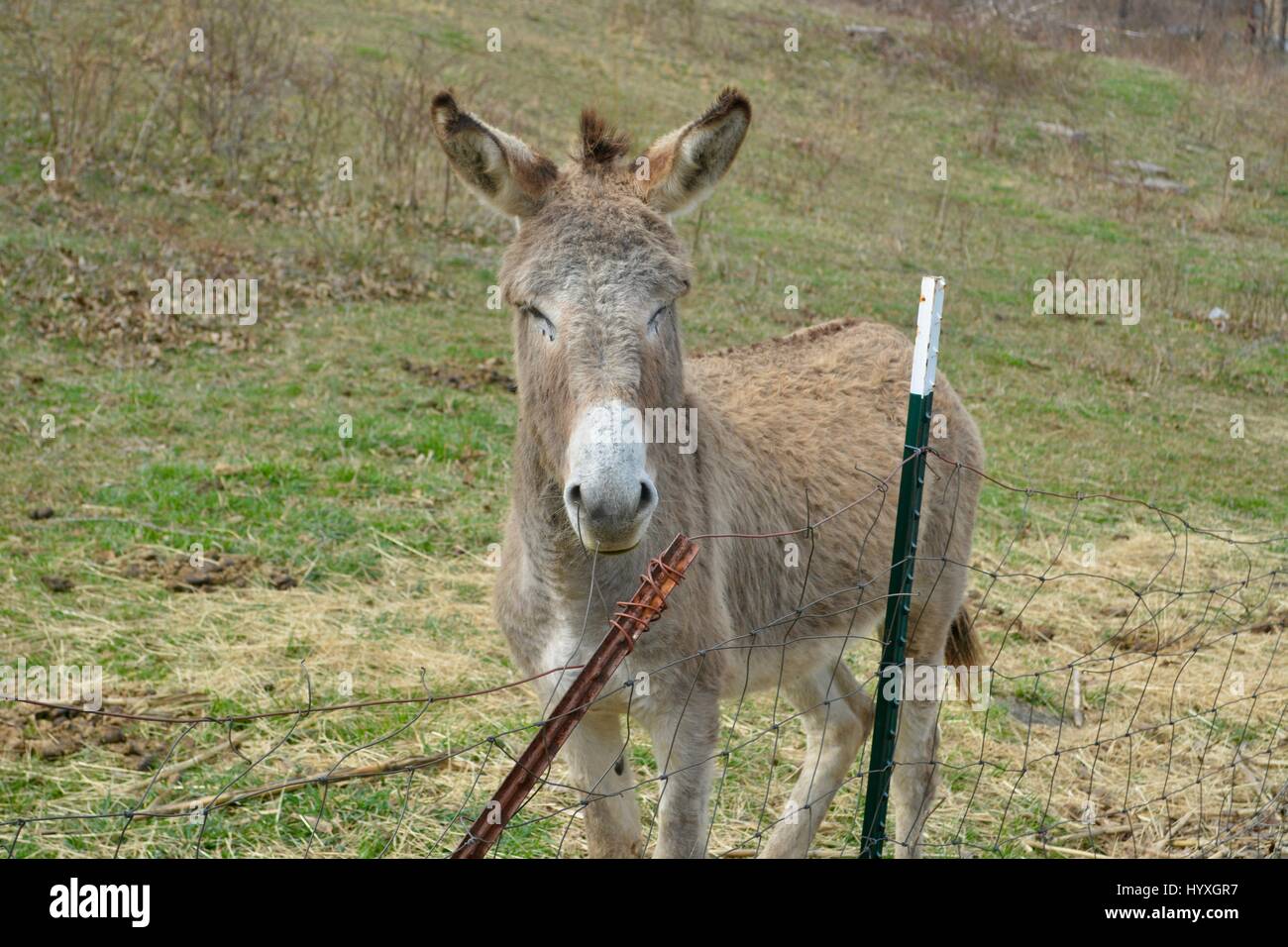 donkey, donkeys on a farm Stock Photo - Alamy