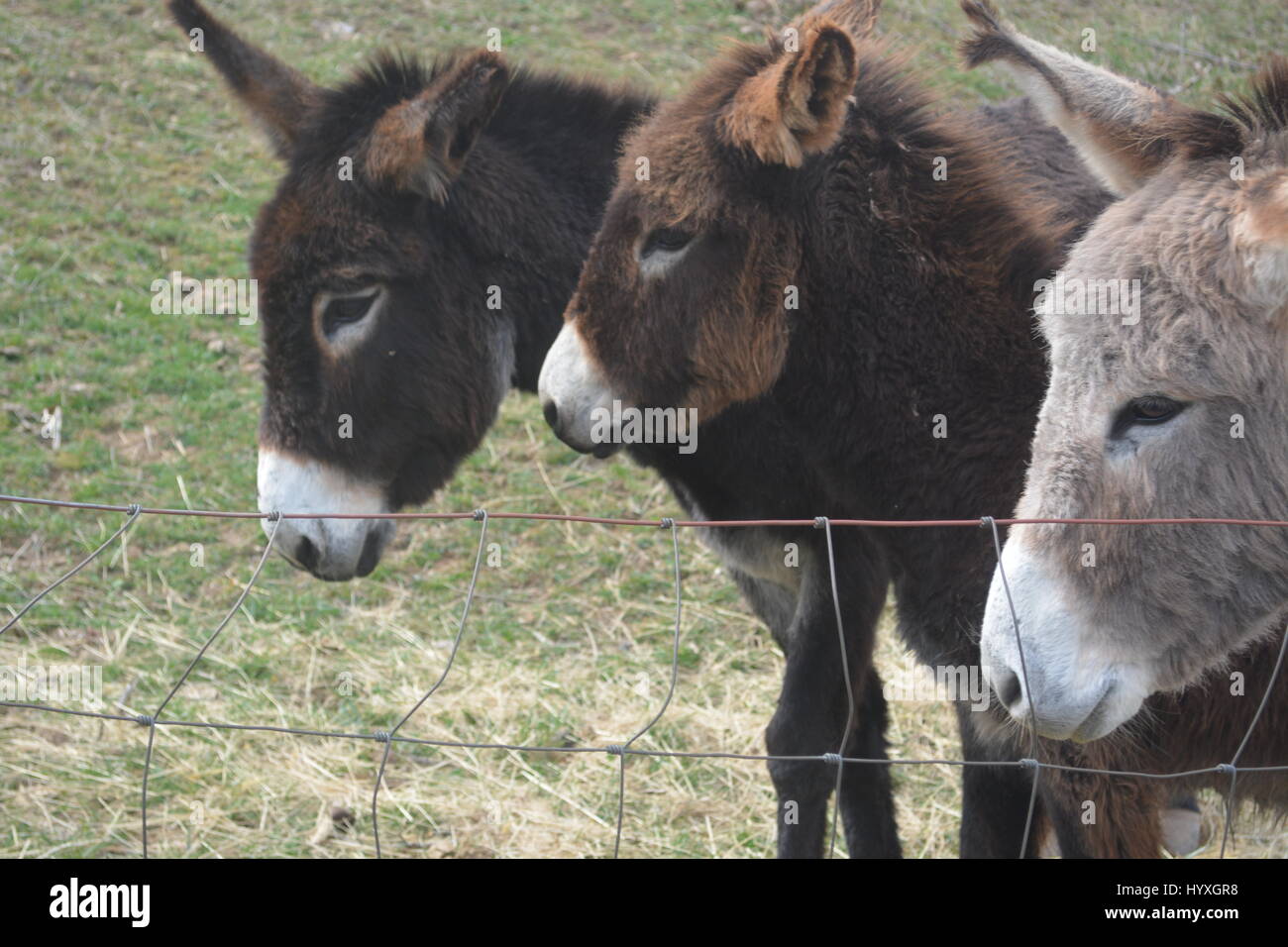 donkey, donkeys on a farm Stock Photo - Alamy