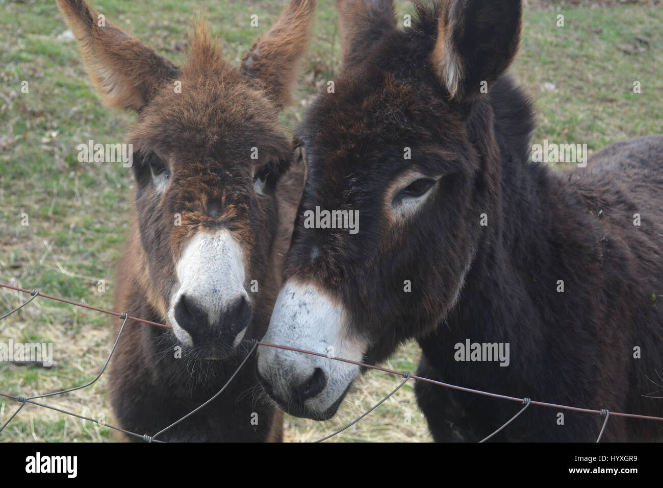 donkey, donkeys on a farm Stock Photo - Alamy