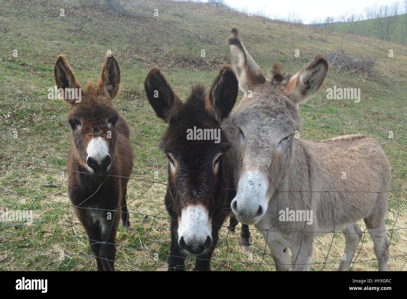 donkey, donkeys on a farm Stock Photo - Alamy