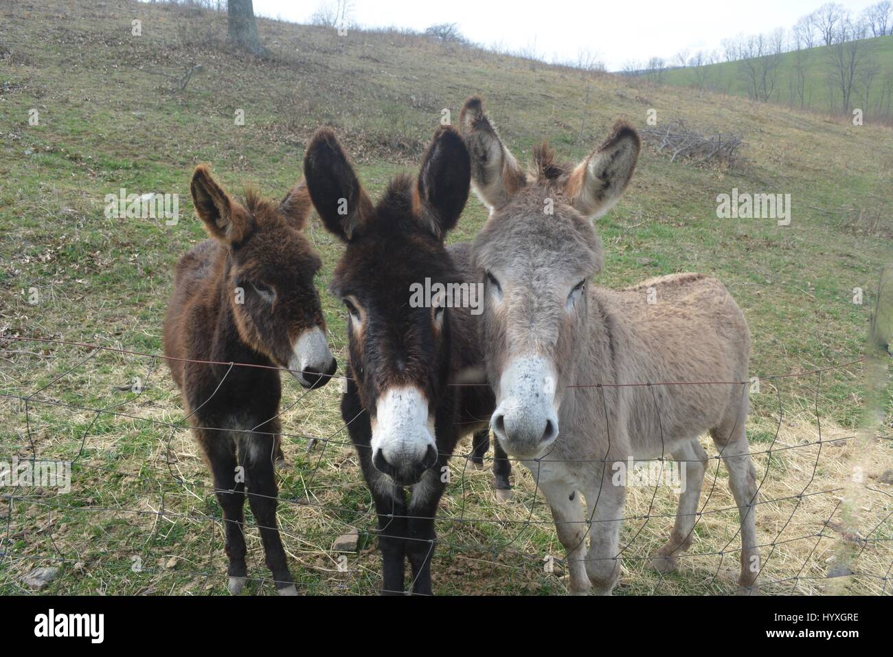 Donkeys On The Farm High Resolution Stock Photography and Images - Alamy