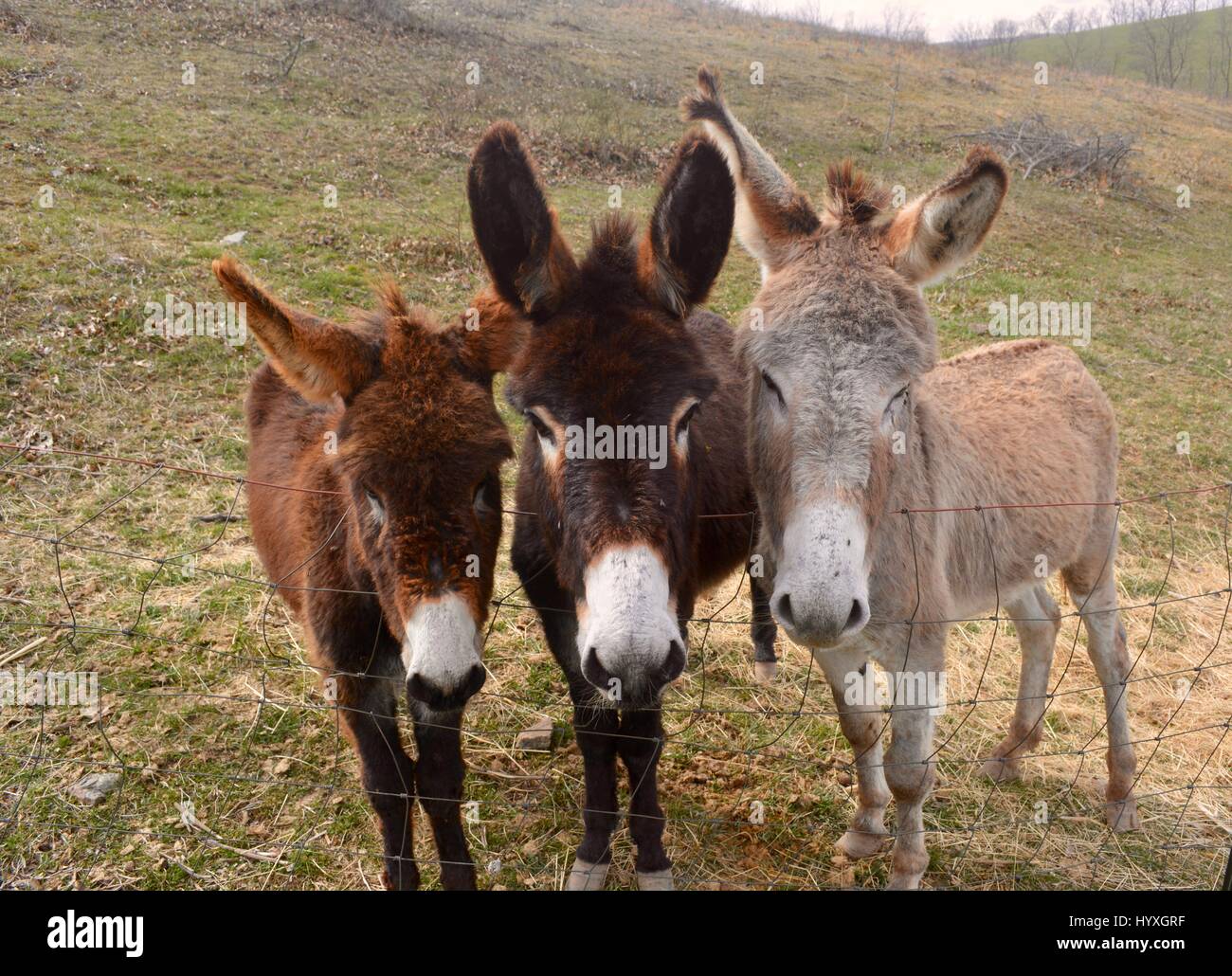 donkey, donkeys on a farm Stock Photo - Alamy