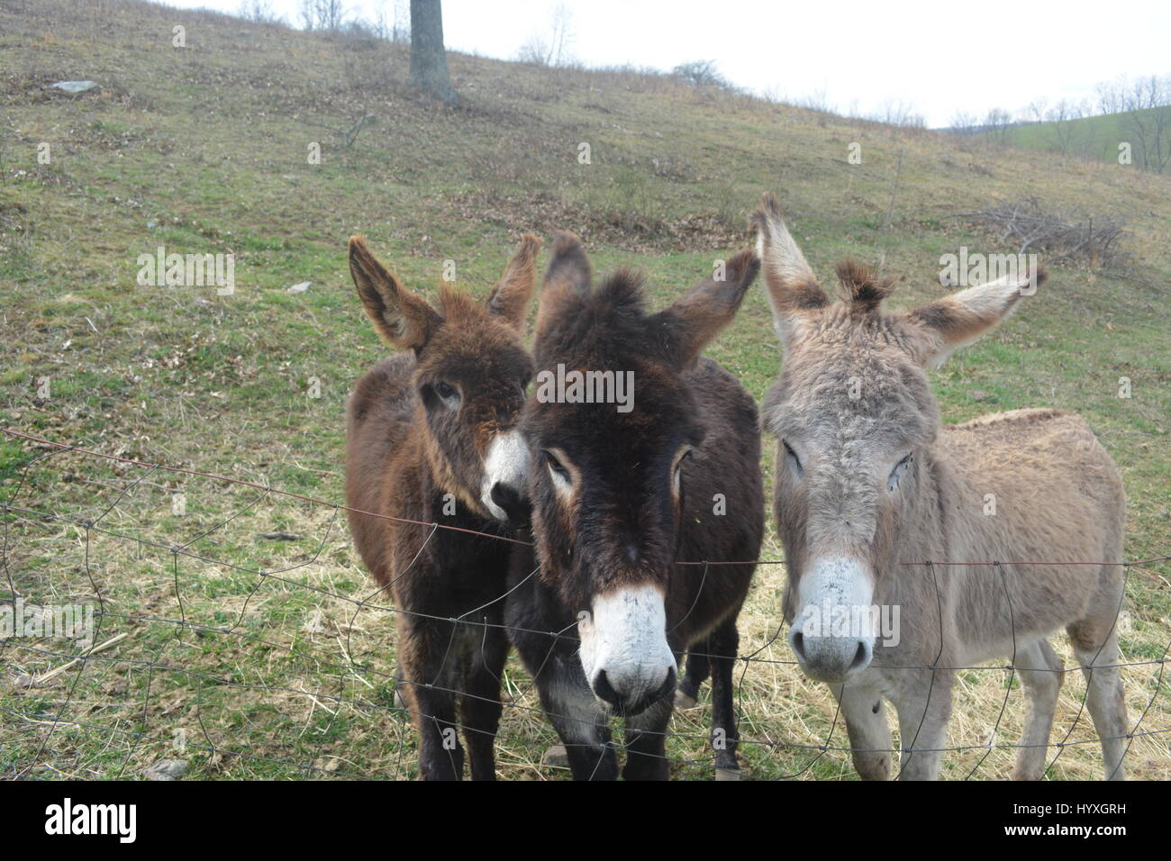 Donkeys on the farm hi-res stock photography and images - Alamy