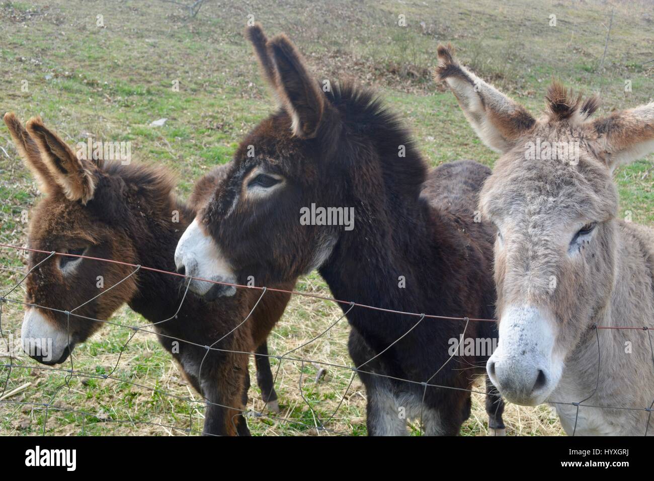 donkey, donkeys on a farm Stock Photo - Alamy