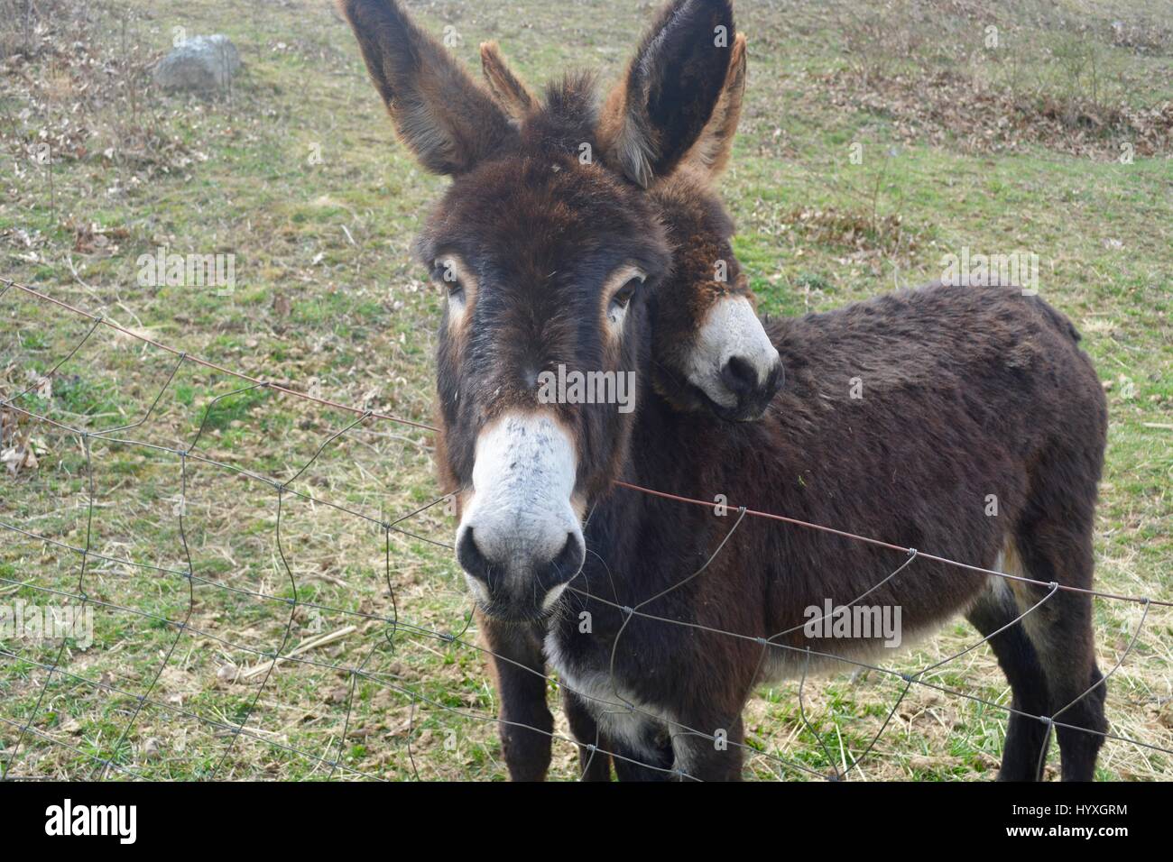 donkey, donkeys on a farm Stock Photo - Alamy