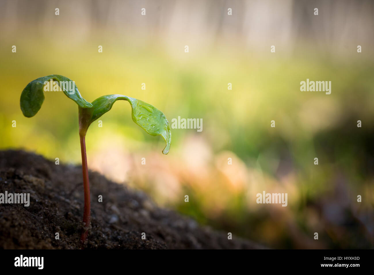 Young tree sapling covered in morning dew Stock Photo - Alamy