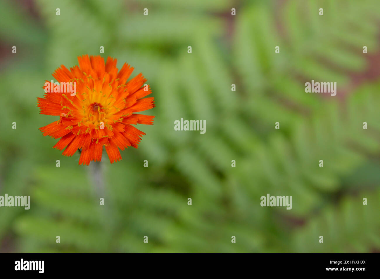Bright orange mountain dandelion isolated on blurry fern foliage ...