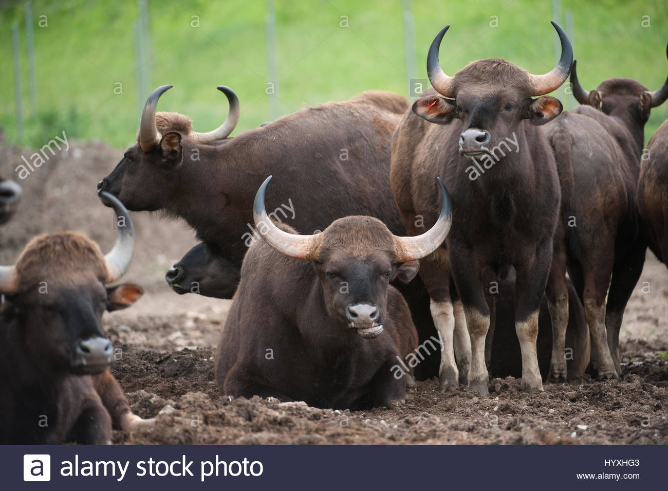 Gaur Stock Photos & Gaur Stock Images - Alamy