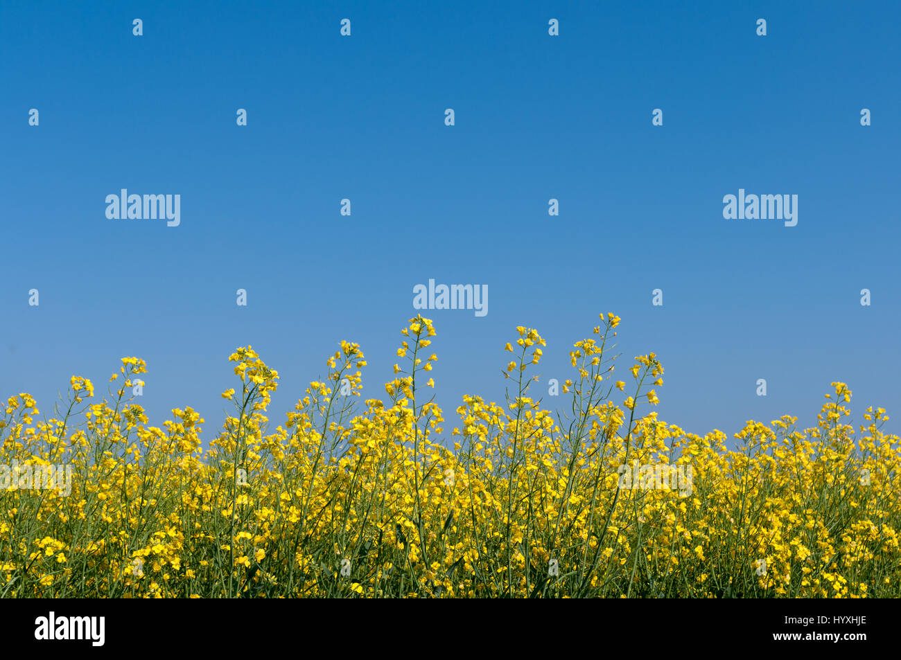 Yellow oilseed rape flowers in field with blue sky filling top two ...