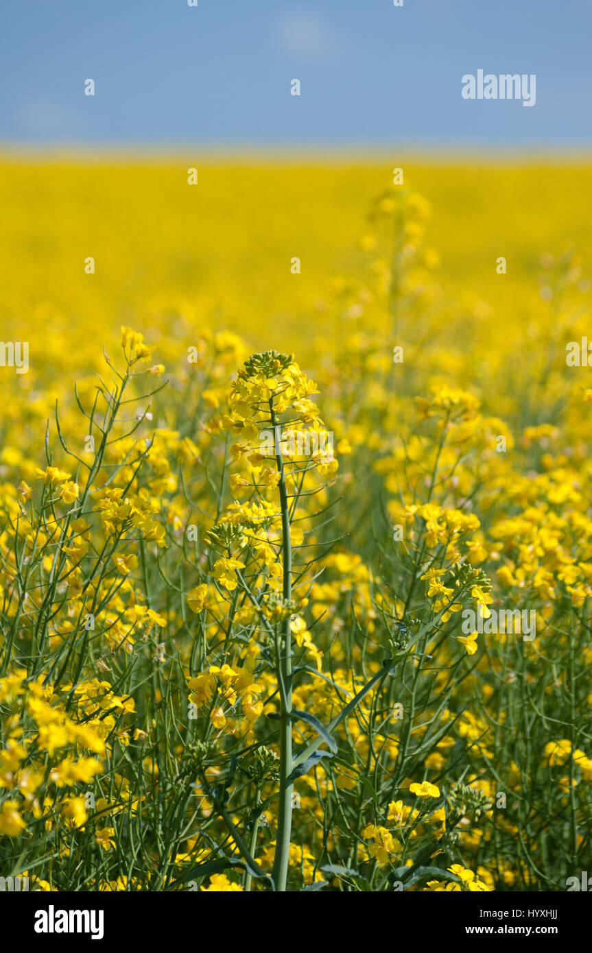 Field of oilseed rape with a few flowers in focus and the rest as ...