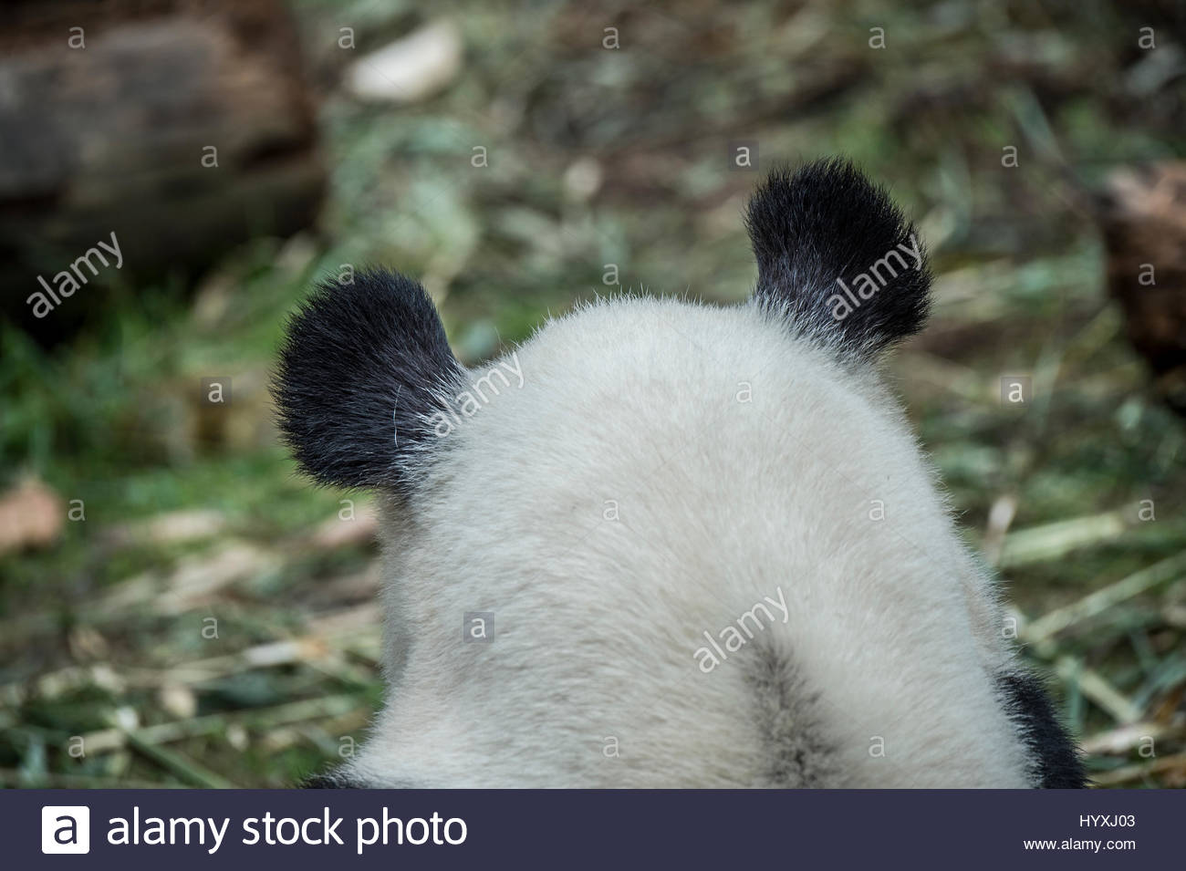 Panda Head Stock Photos & Panda Head Stock Images - Alamy