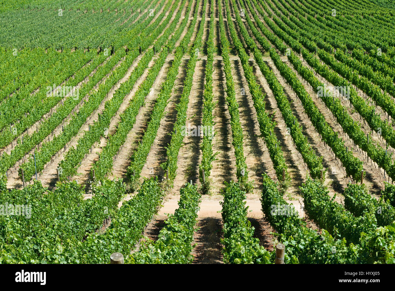 Pattern of wine crops at a vineyard at Colchagua valley, Chile Stock ...