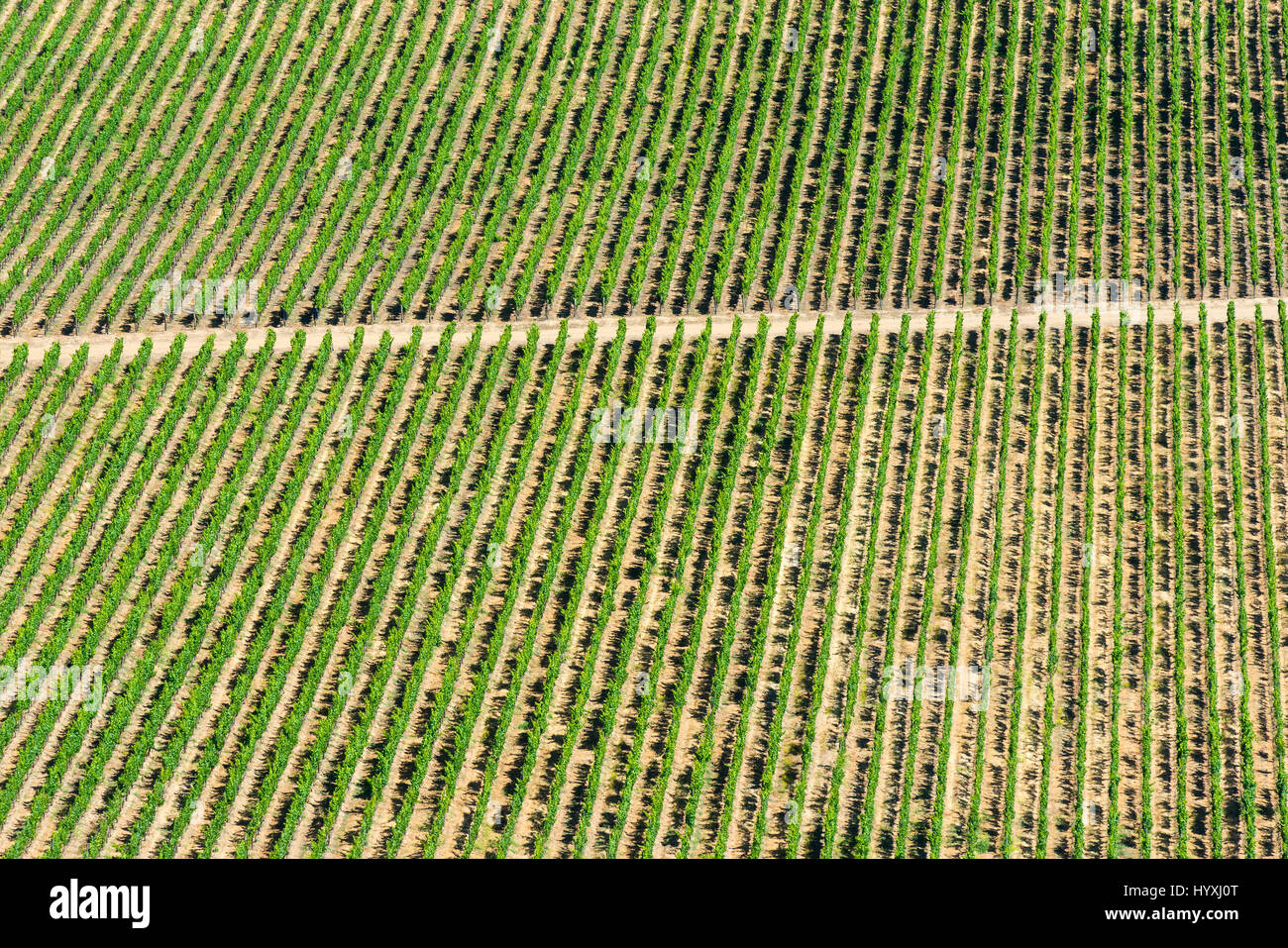 Pattern of wine crops at a vineyard at Colchagua valley, Chile Stock ...