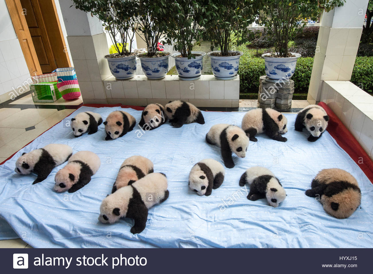 Captive Breeding Stock Photos & Captive Breeding Stock Images - Alamy
