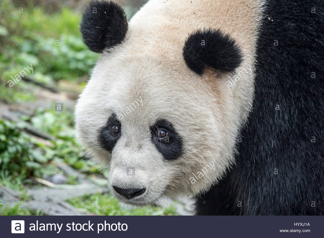 Panda Head Stock Photos & Panda Head Stock Images - Alamy