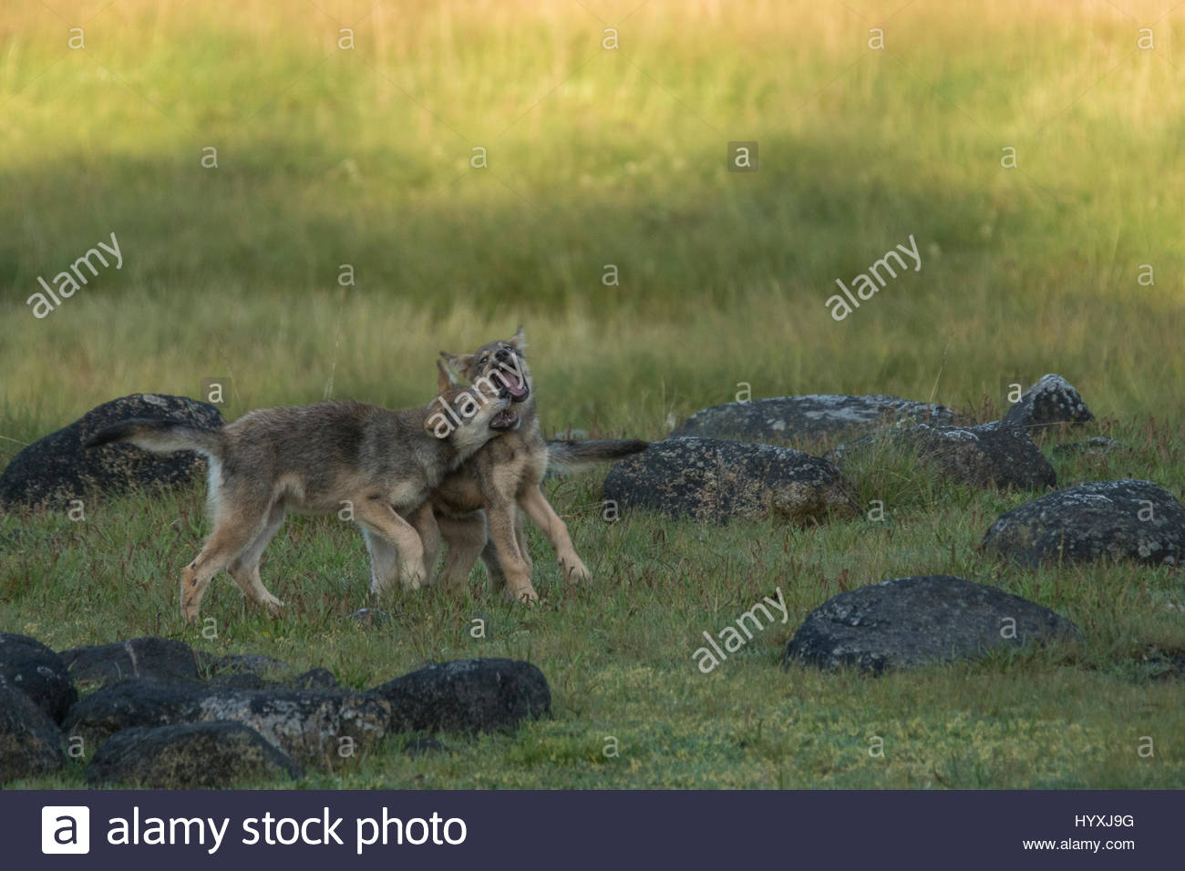 Wolf Pups Playing High Resolution Stock Photography and Images - Alamy