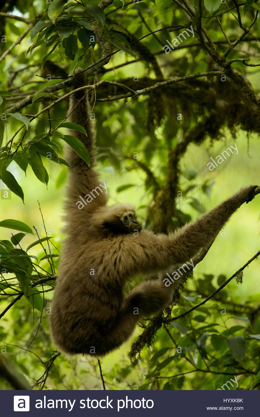 Hoolock Gibbon Stock Photos & Hoolock Gibbon Stock Images - Alamy