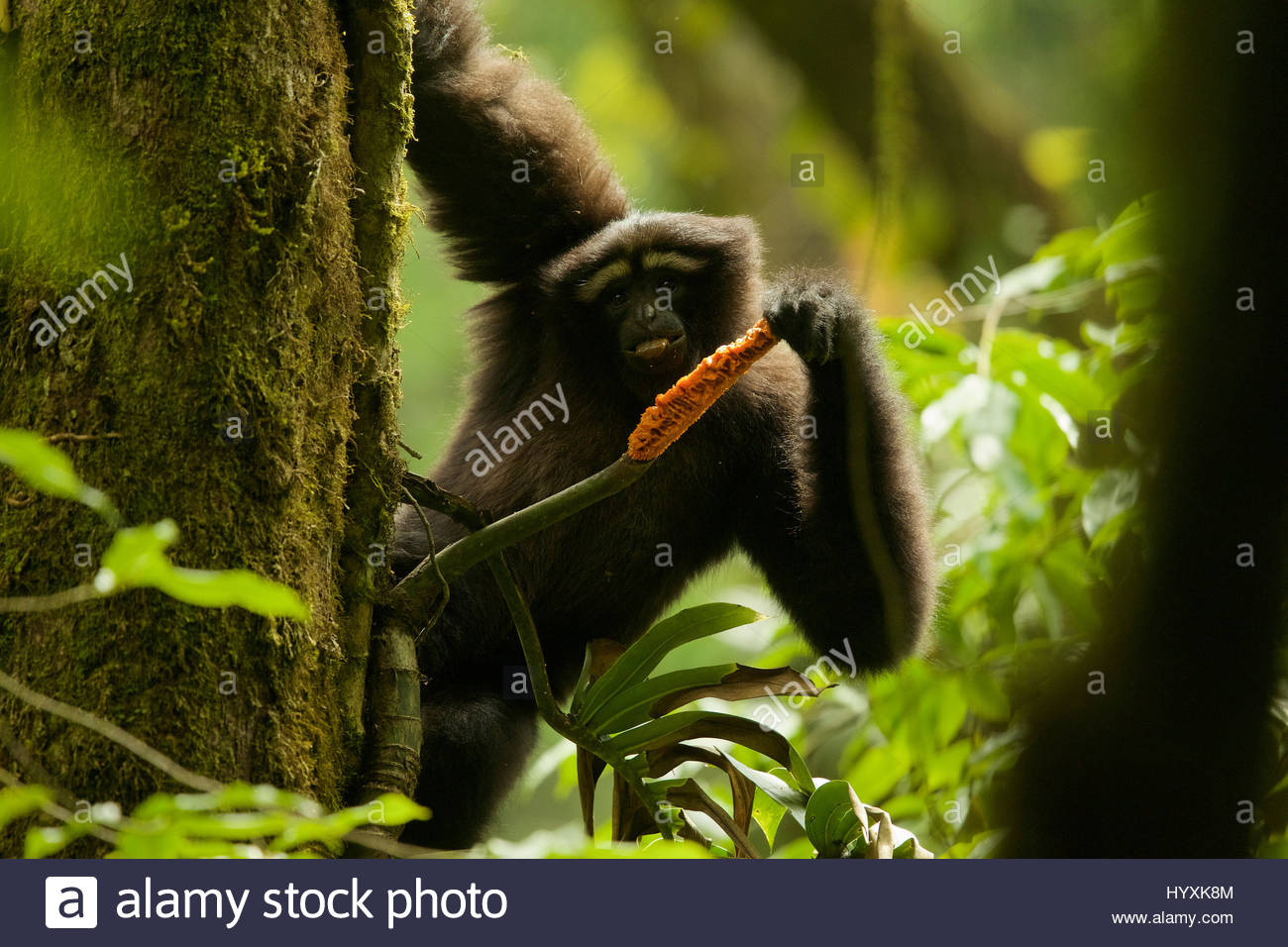 Hoolock Gibbon Stock Photos & Hoolock Gibbon Stock Images - Alamy