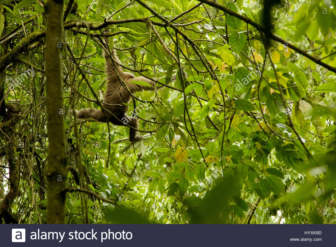 Hoolock Gibbon Stock Photos & Hoolock Gibbon Stock Images - Alamy