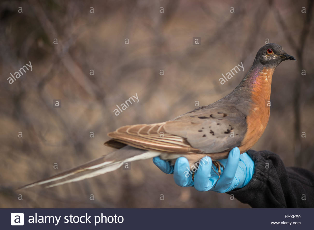 Passenger Pigeon Stock Photos & Passenger Pigeon Stock Images - Alamy