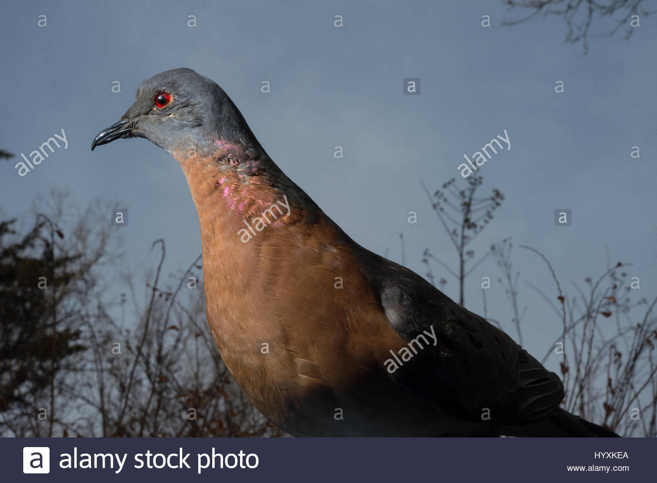 Passenger Pigeon Stock Photos & Passenger Pigeon Stock Images - Alamy