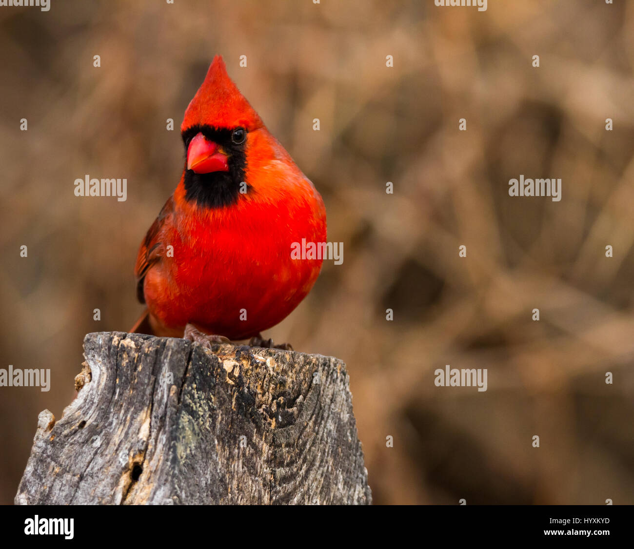 Robert moses state park hi-res stock photography and images - Alamy
