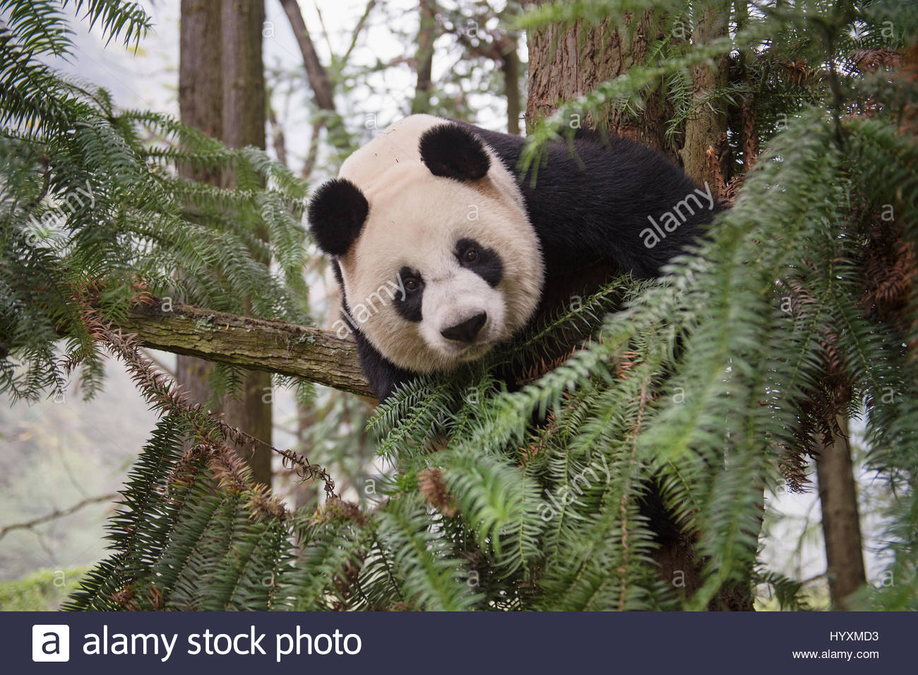 Panda China Wolong Panda Center High Resolution Stock Photography and ...