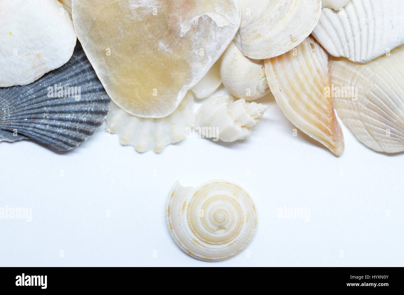 Sea shells scraped together, isolated on white background Stock Photo ...
