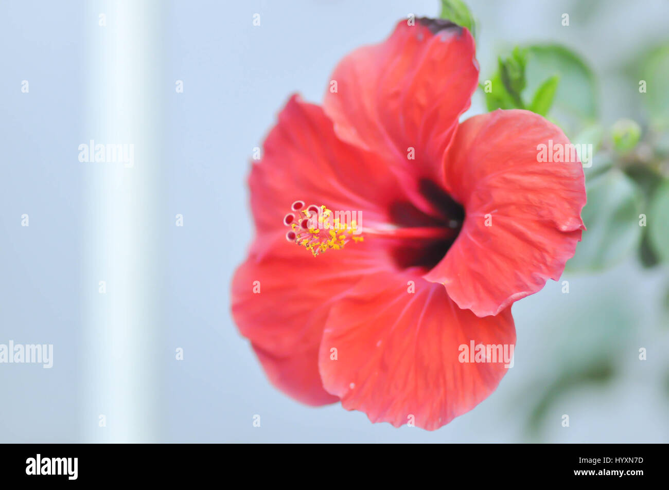 red Hibiscus flower in the garden Stock Photo - Alamy