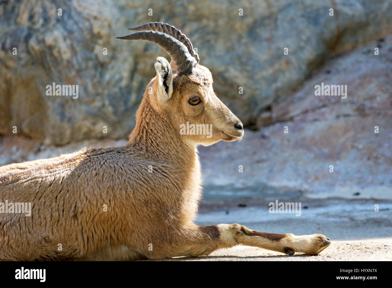 Nubian Ibex, Capra nubiana, captive Stock Photo - Alamy