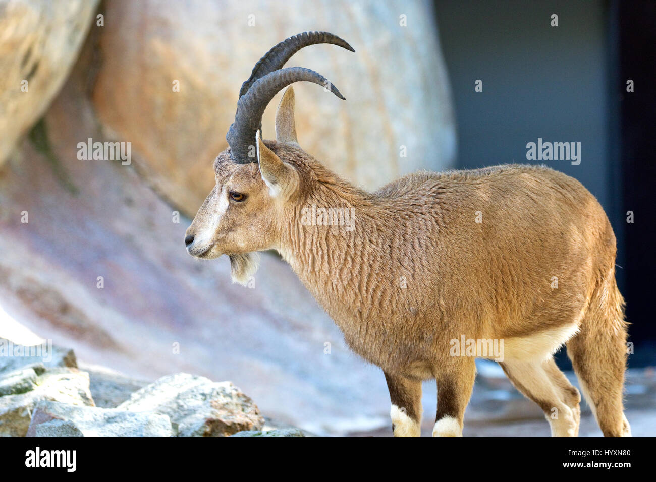 Capra ibex hoof hi-res stock photography and images - Alamy
