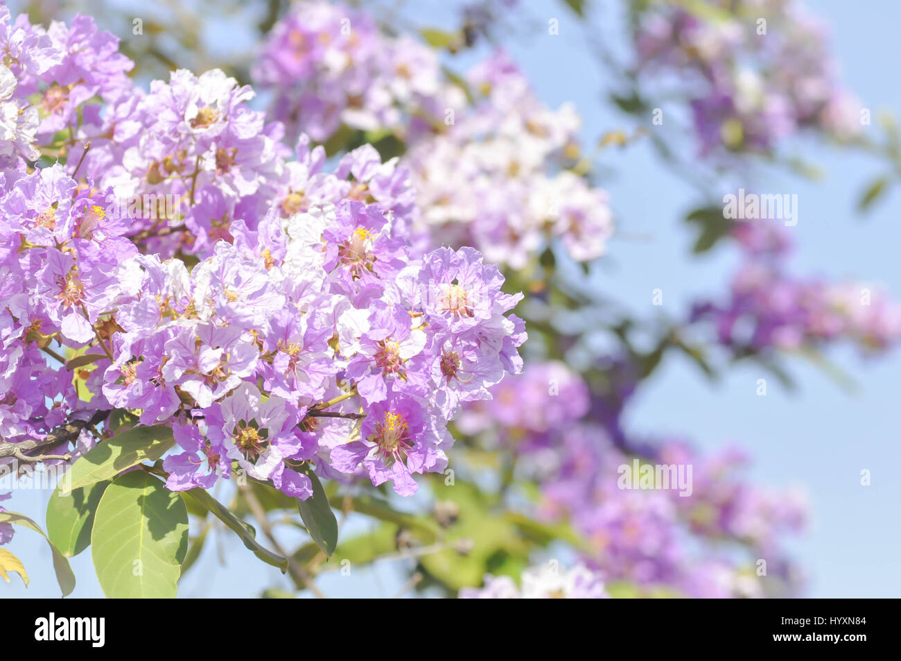 Lagerstroemia lagerstroemia speciosa lythraceae tree hi-res stock ...