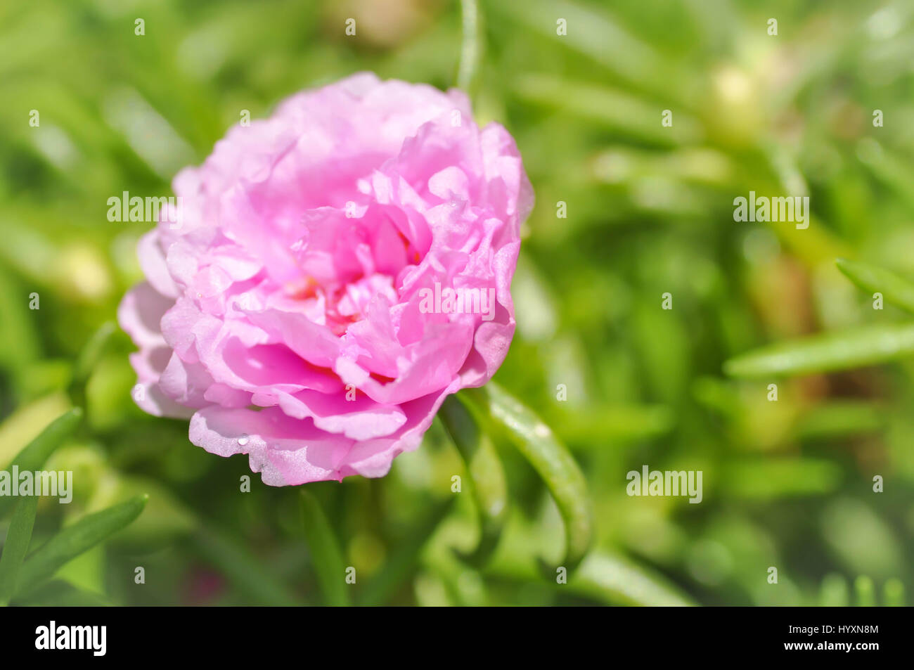Pusley flower hi-res stock photography and images - Alamy