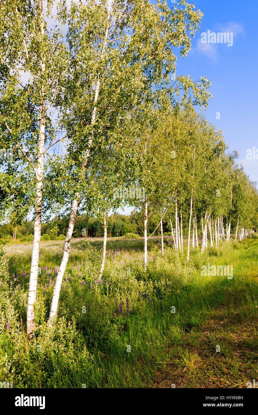 Birch tree forest in a Russian countryside Stock Photo - Alamy