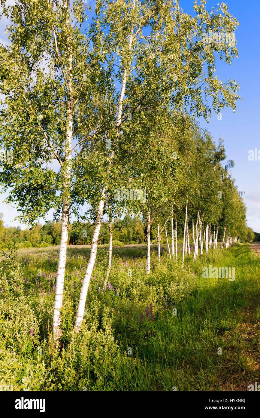 Birch tree forest in a Russian countryside Stock Photo - Alamy
