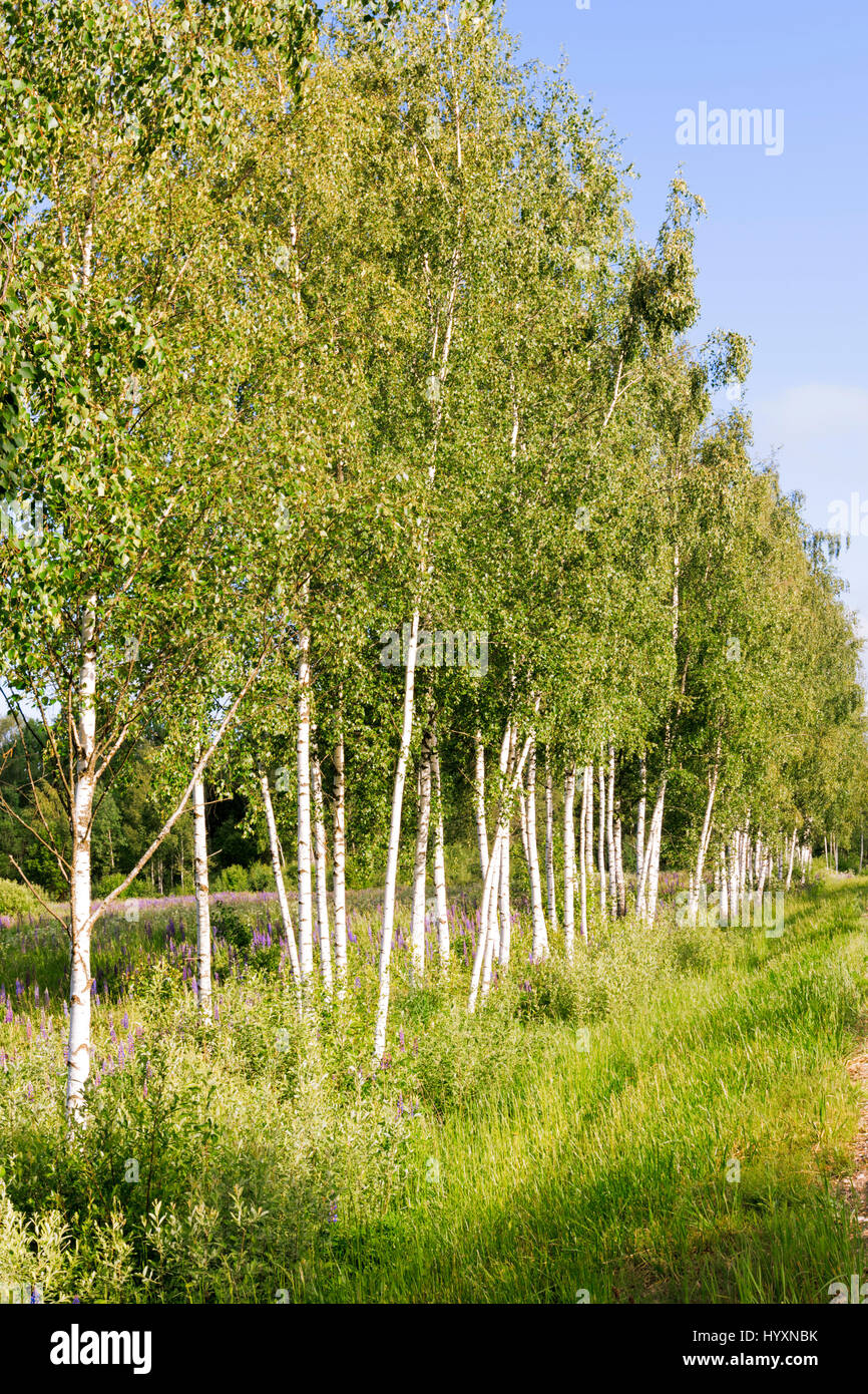 In the russian countryside hi-res stock photography and images - Alamy
