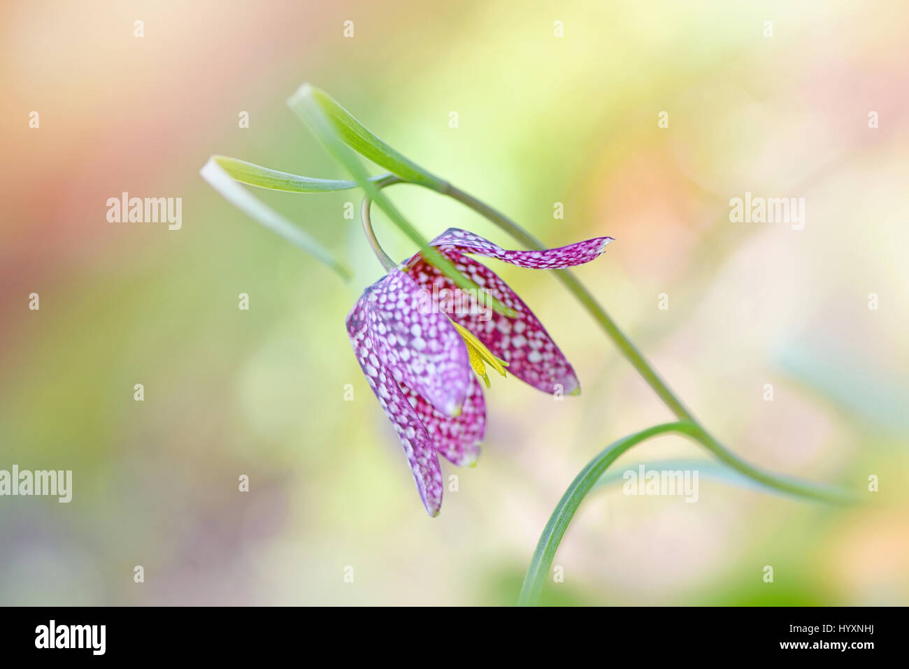 Close-up image of the delicate spring flowering snakeshead fritillary ...
