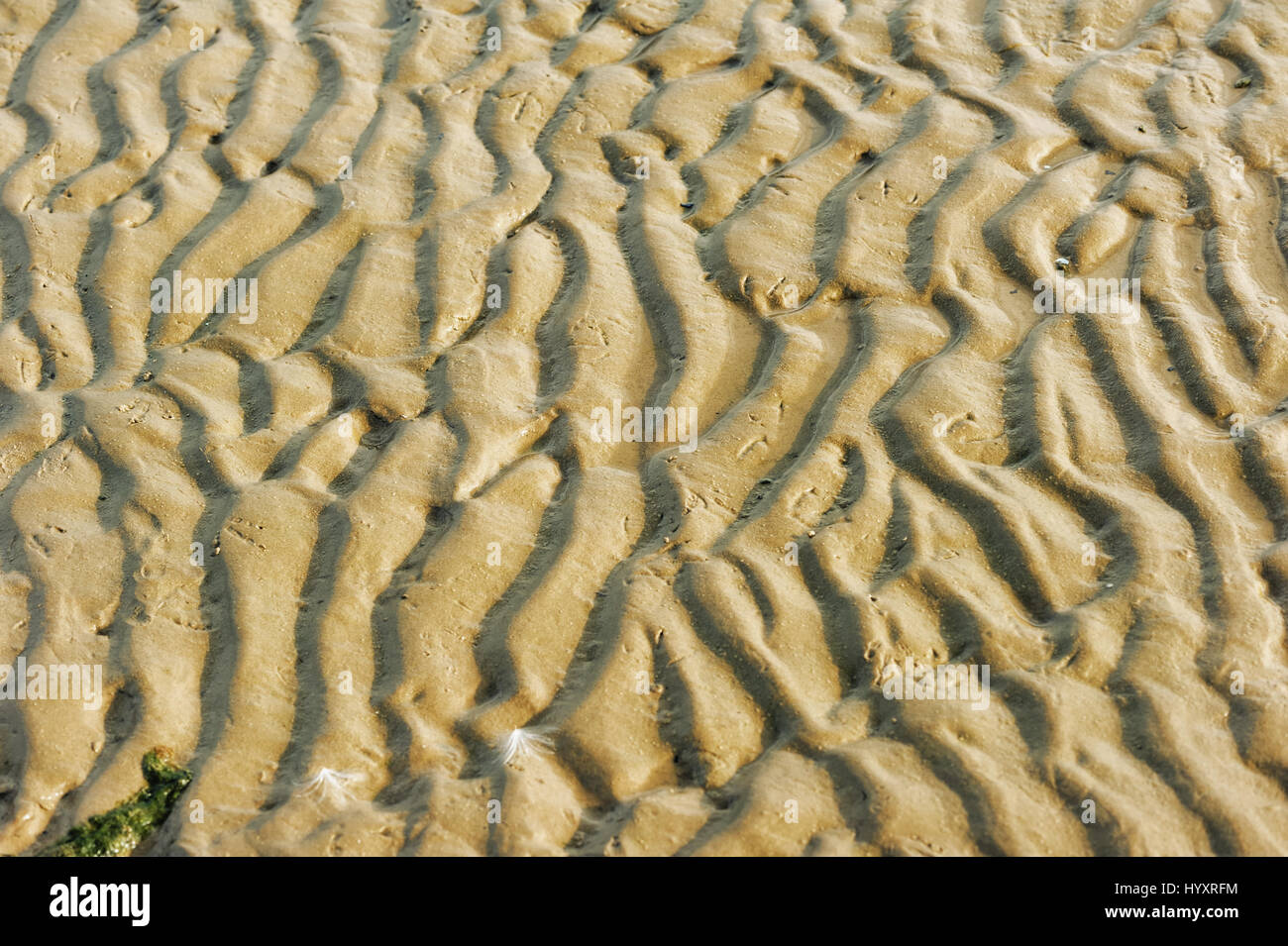 Texture of the wet sand Stock Photo - Alamy