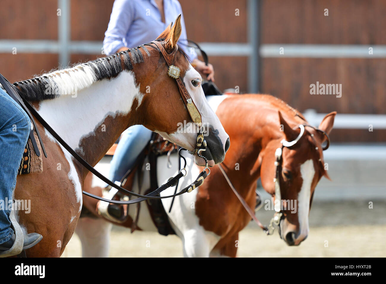 Western horse show hi-res stock photography and images - Alamy
