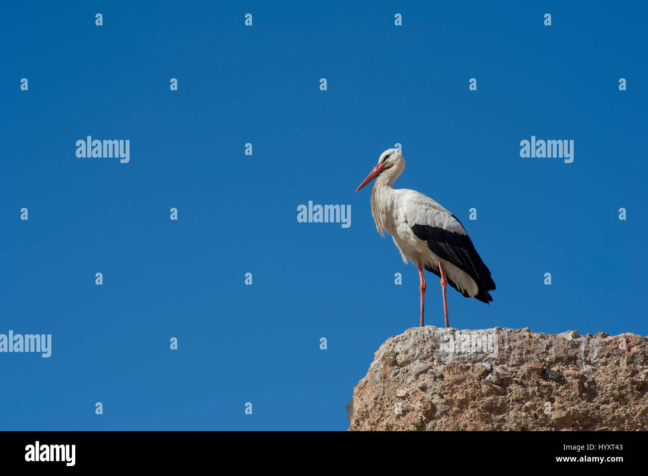 White storks morocco hi-res stock photography and images - Alamy