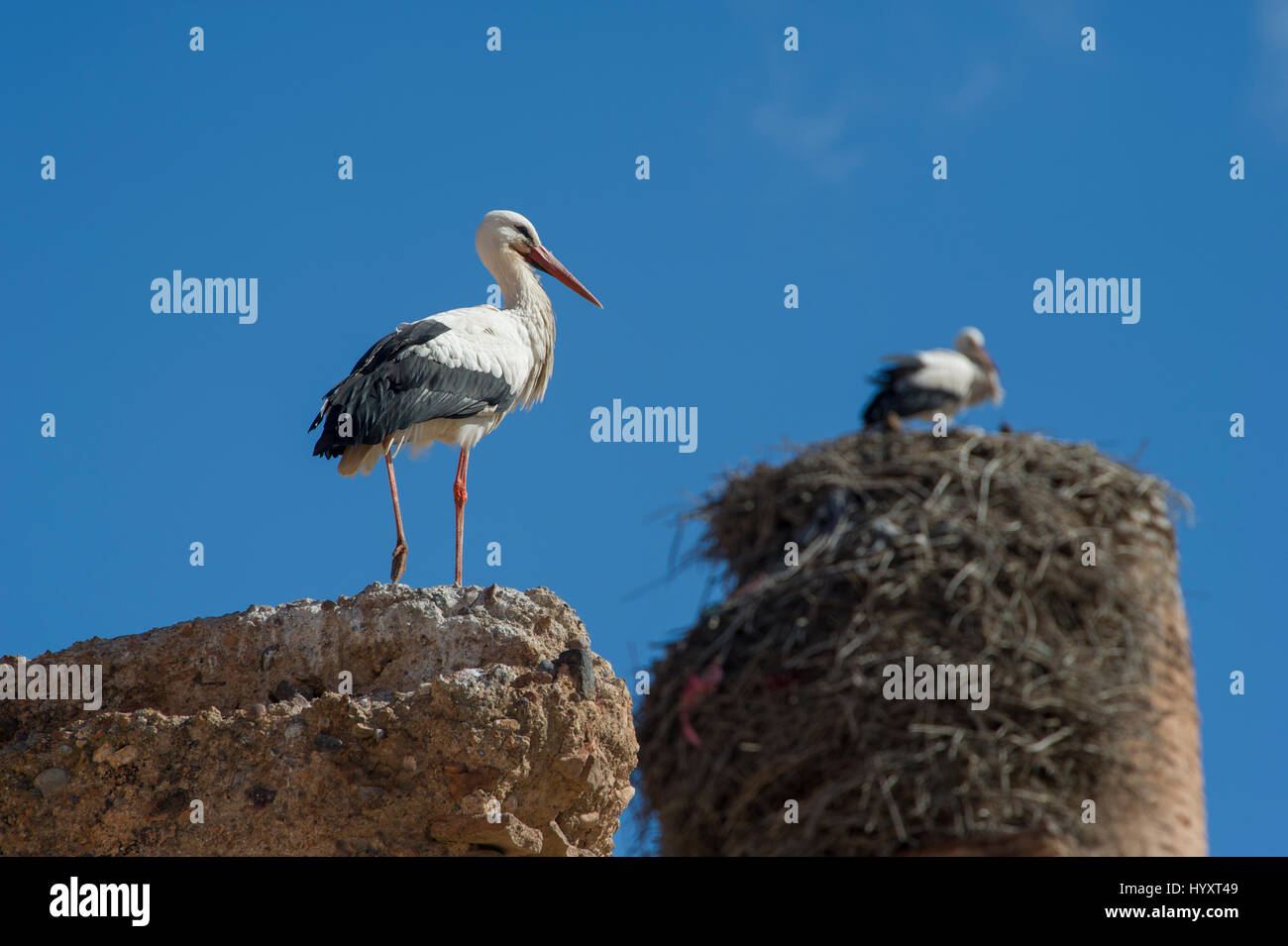White storks morocco hi-res stock photography and images - Alamy