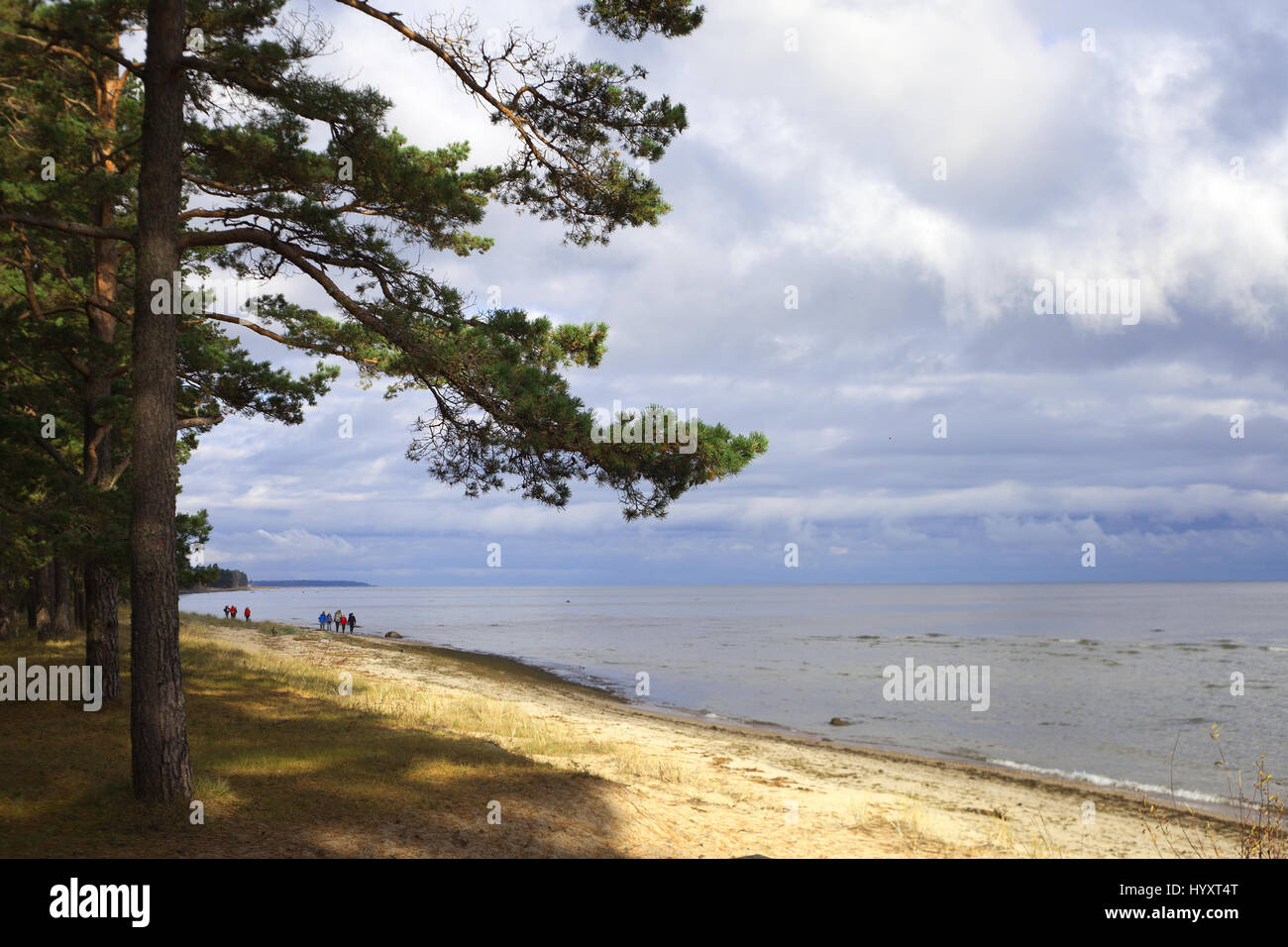 Pines at gulf of Riga, Baltic sea, Latvia Stock Photo - Alamy